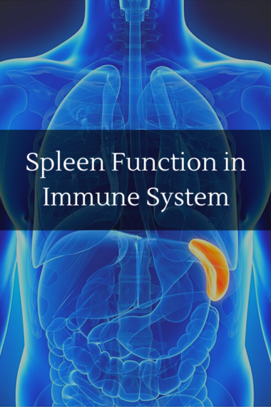 Spleen Function