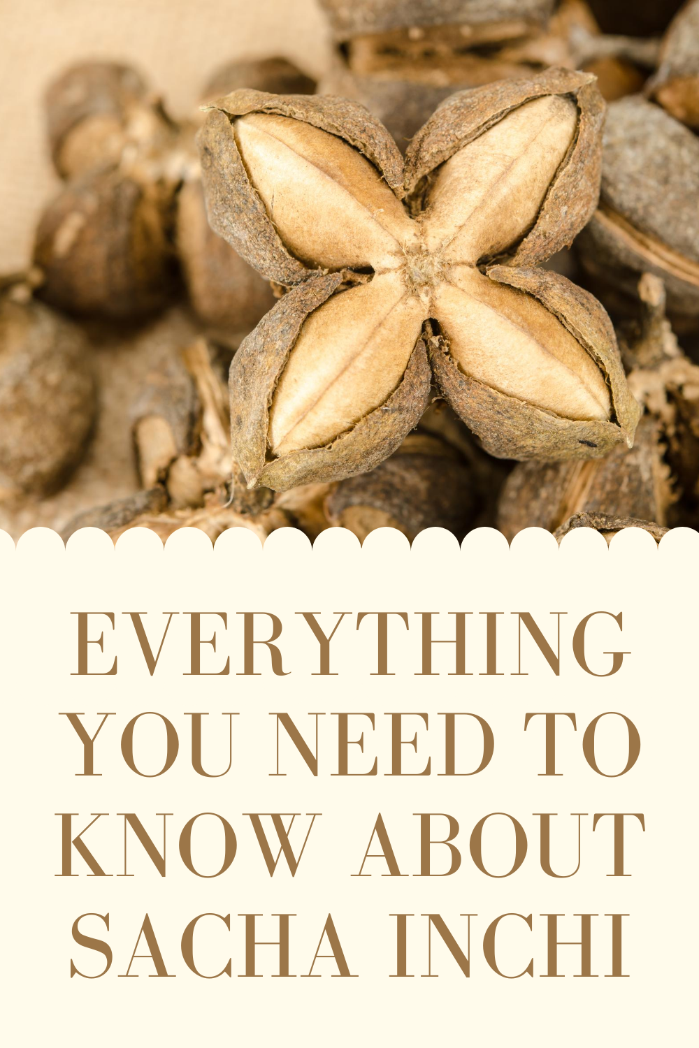 Everything You Need to Know About Sacha Inchi - Superfoodsliving.com
